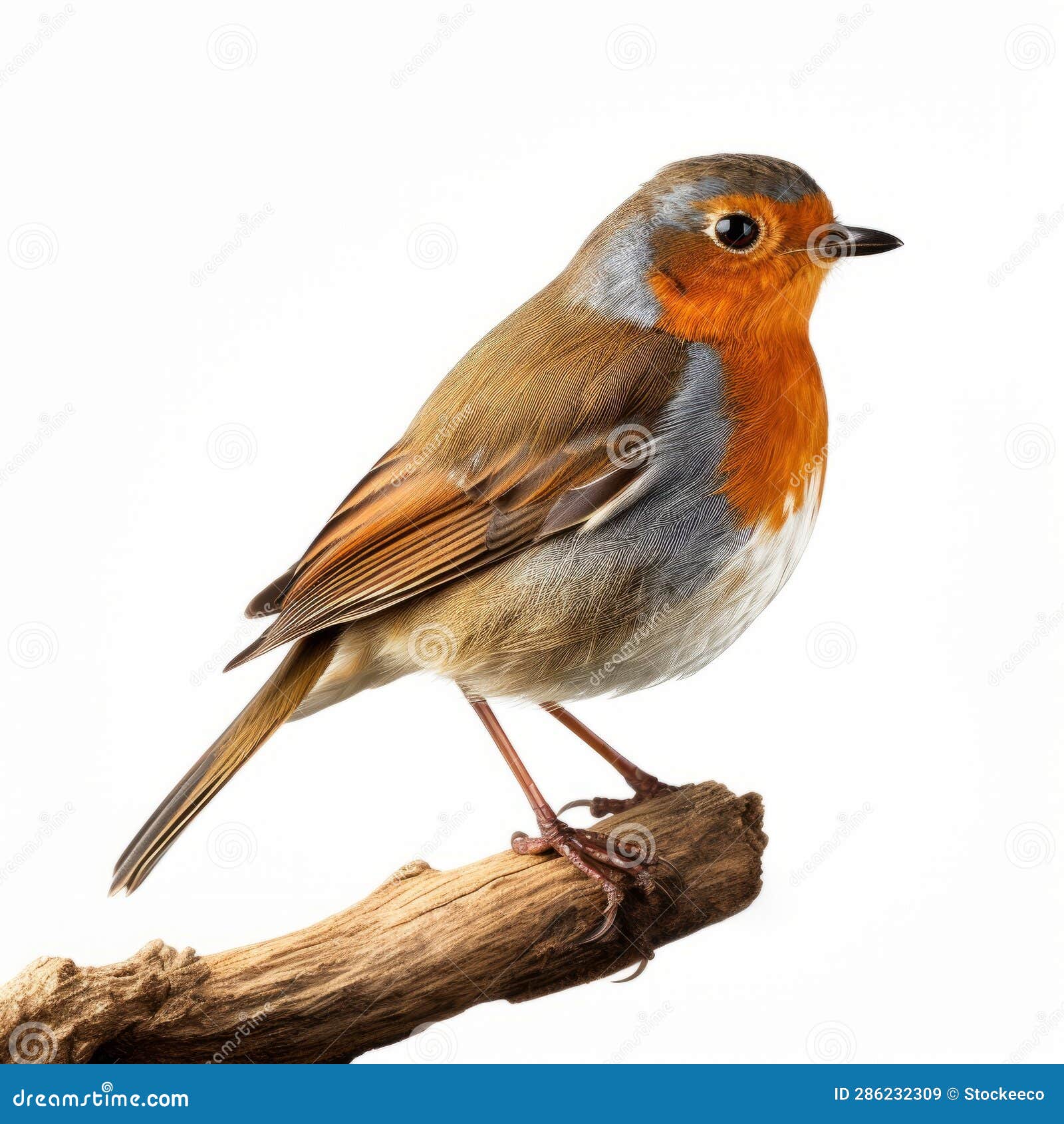 Studio Portraits of Characterful Robin Hunting on White Background ...