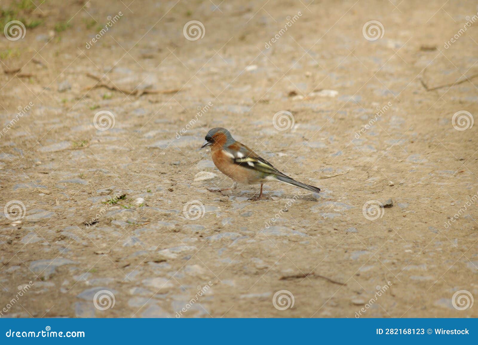 Small Bird Perched on a Sandy Ground Surface in an Outdoor Setting ...