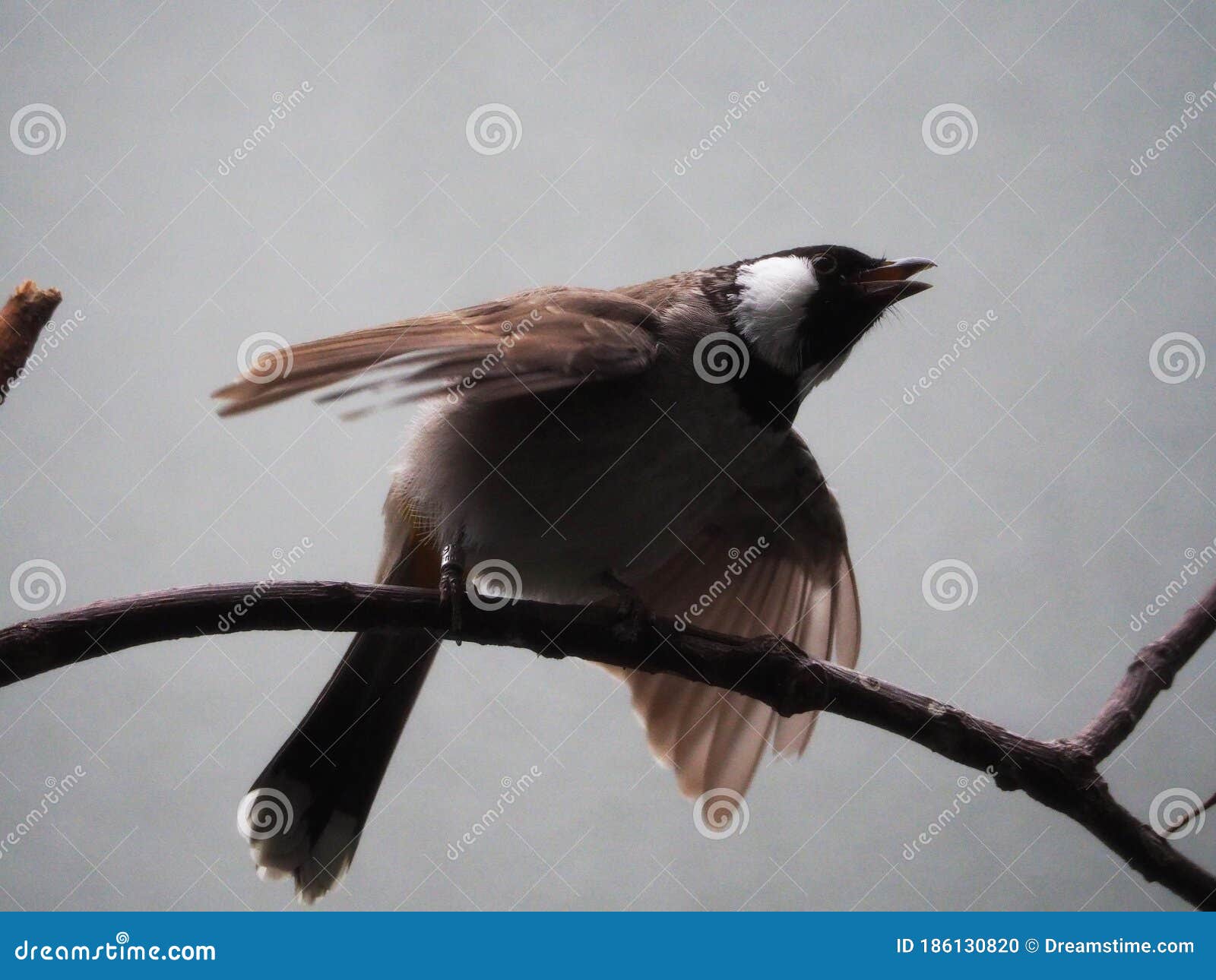 Small Bird Singing on a Branch Stock Photo - Image of wing, closeup ...