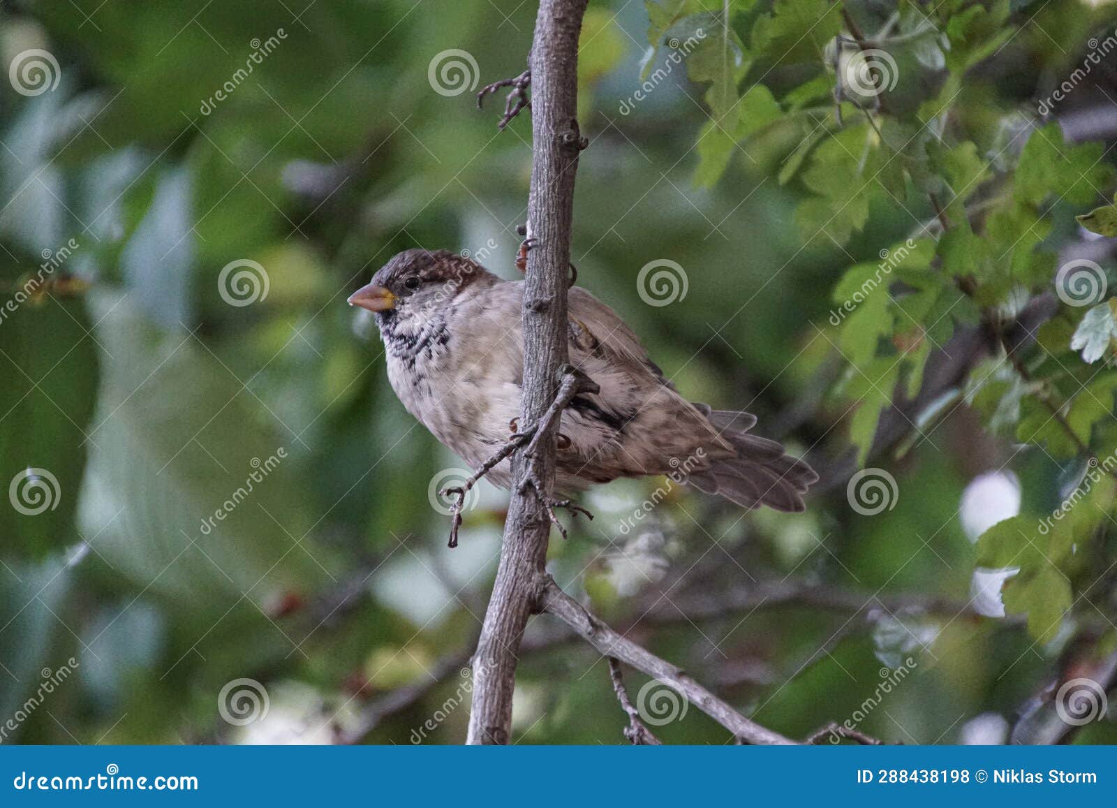 A Small Bird Perched on a Tree Branch Stock Photo - Image of daylight ...