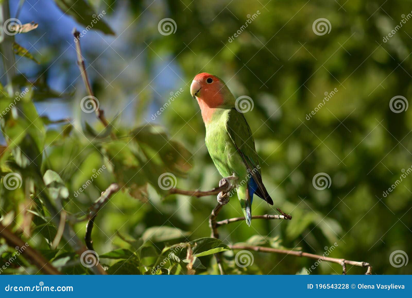 A Small Bird Perched on a Tree Branch Stock Photo - Image of exotic ...