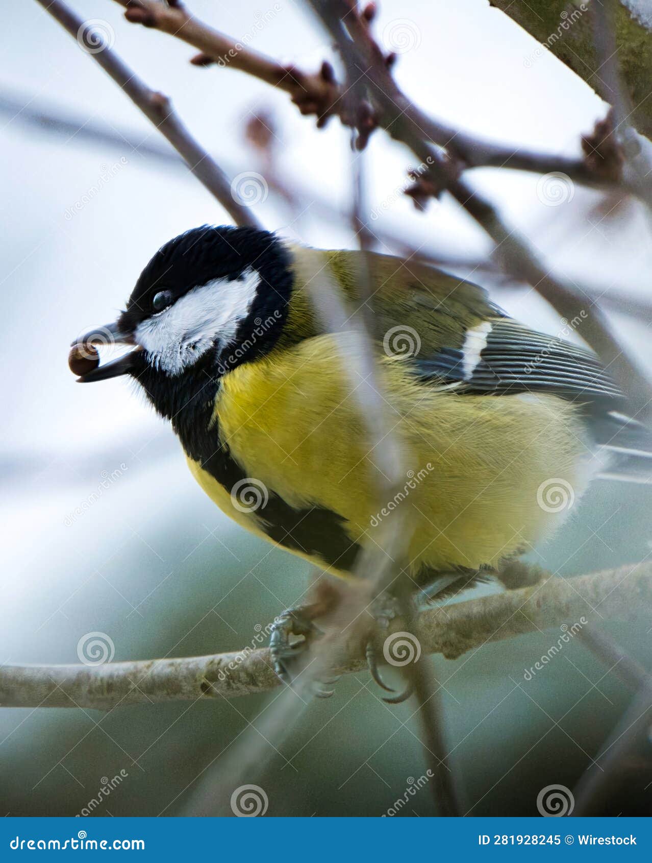 A Bird with an Insect in Its Beak Sitting on a Tree Limb Stock Image ...