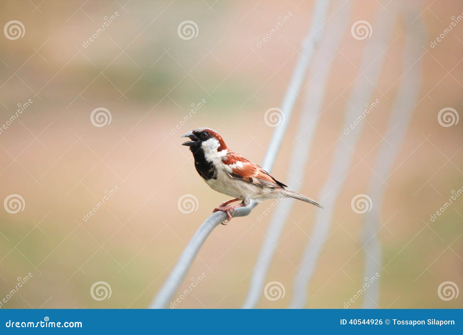 Small bird stock photo. Image of happy, eyes, birder - 40544926
