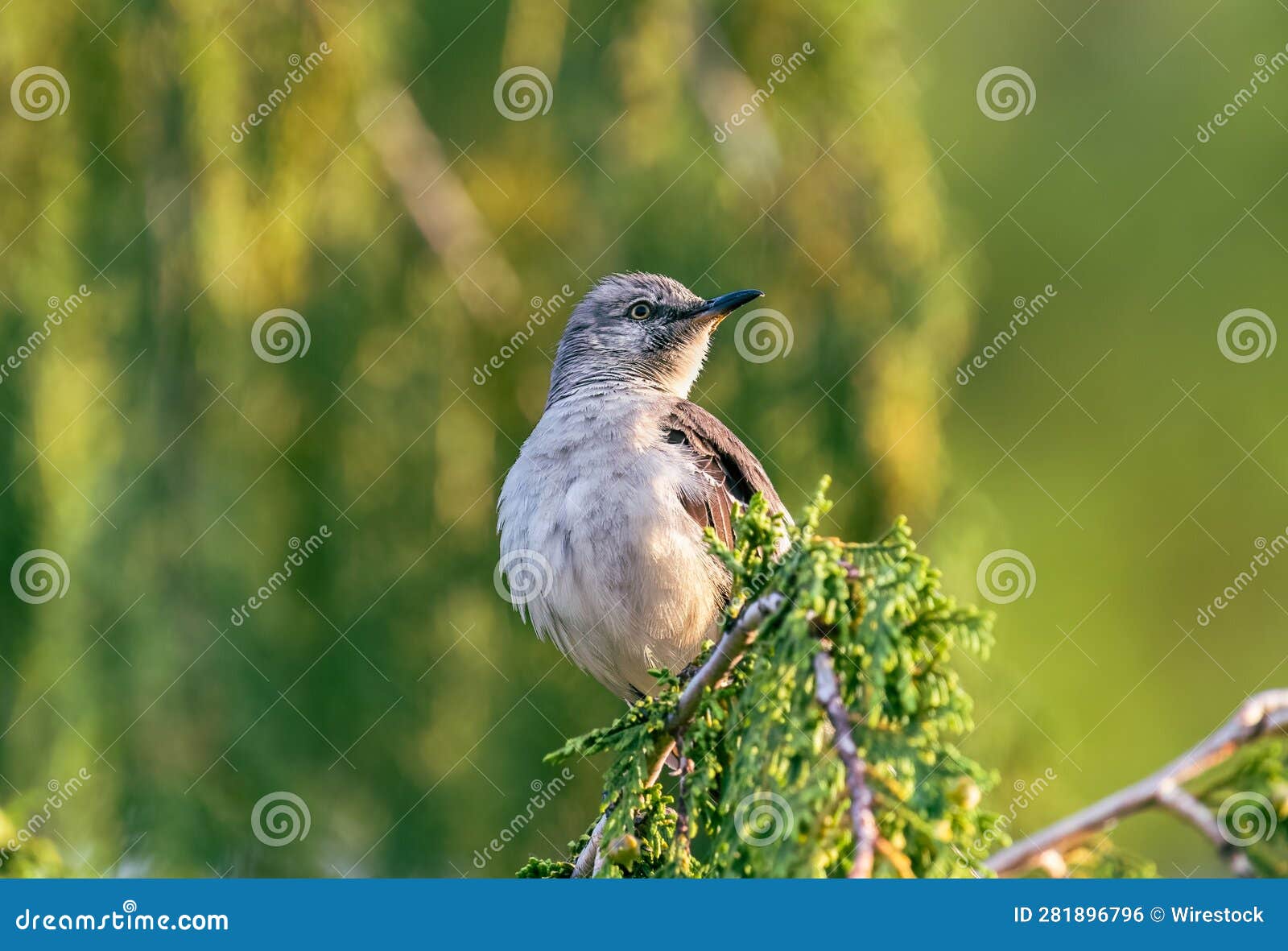 A Small Bird Perches on the Branches of a Tree Stock Photo - Image of ...