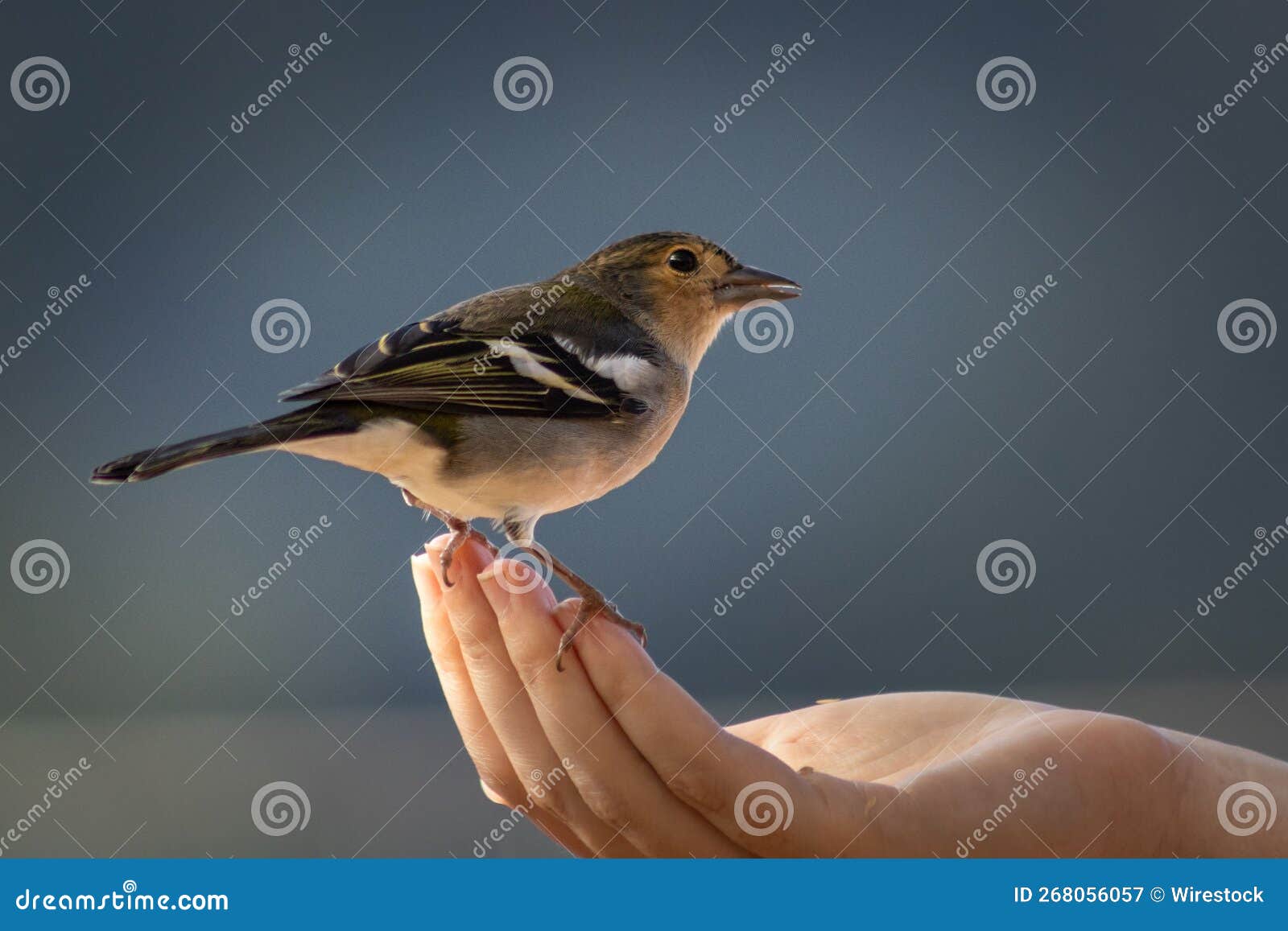 Small Bird Perching on a Hand Stock Image - Image of avian, natural ...