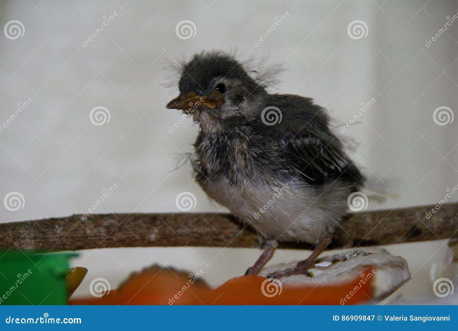 Small bird plucked stock image. Image of beak, small - 86909847