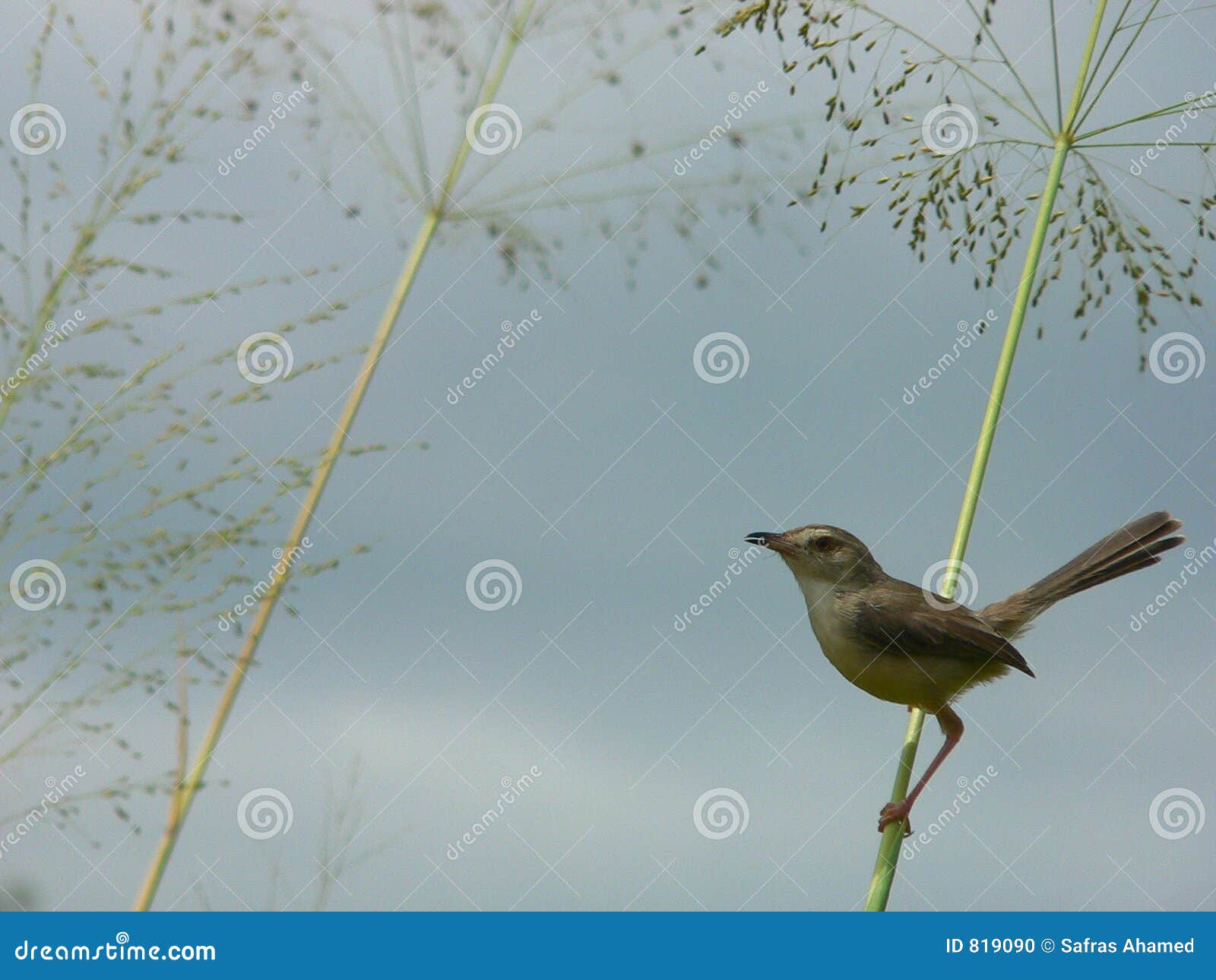 Small Bird Polkichcha stock photo. Image of lankan, ahamed - 819090