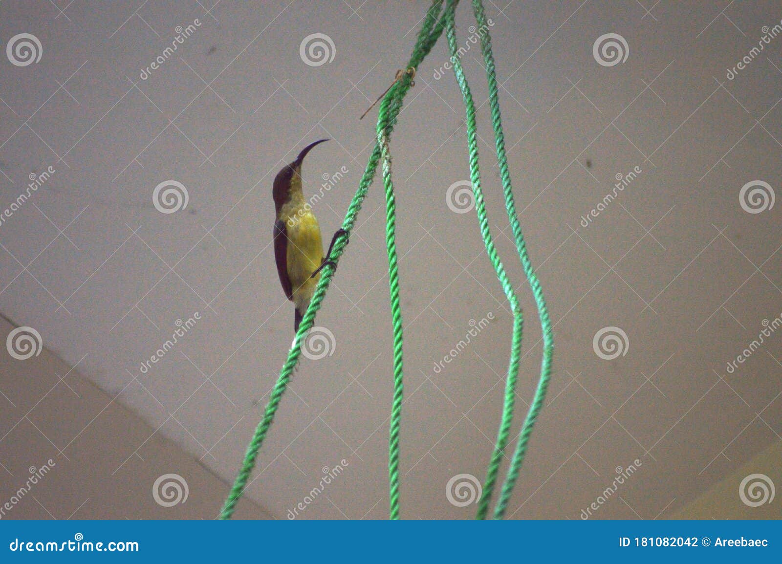 Small bird on rope stock photo. Image of green, birdphotography - 181082042