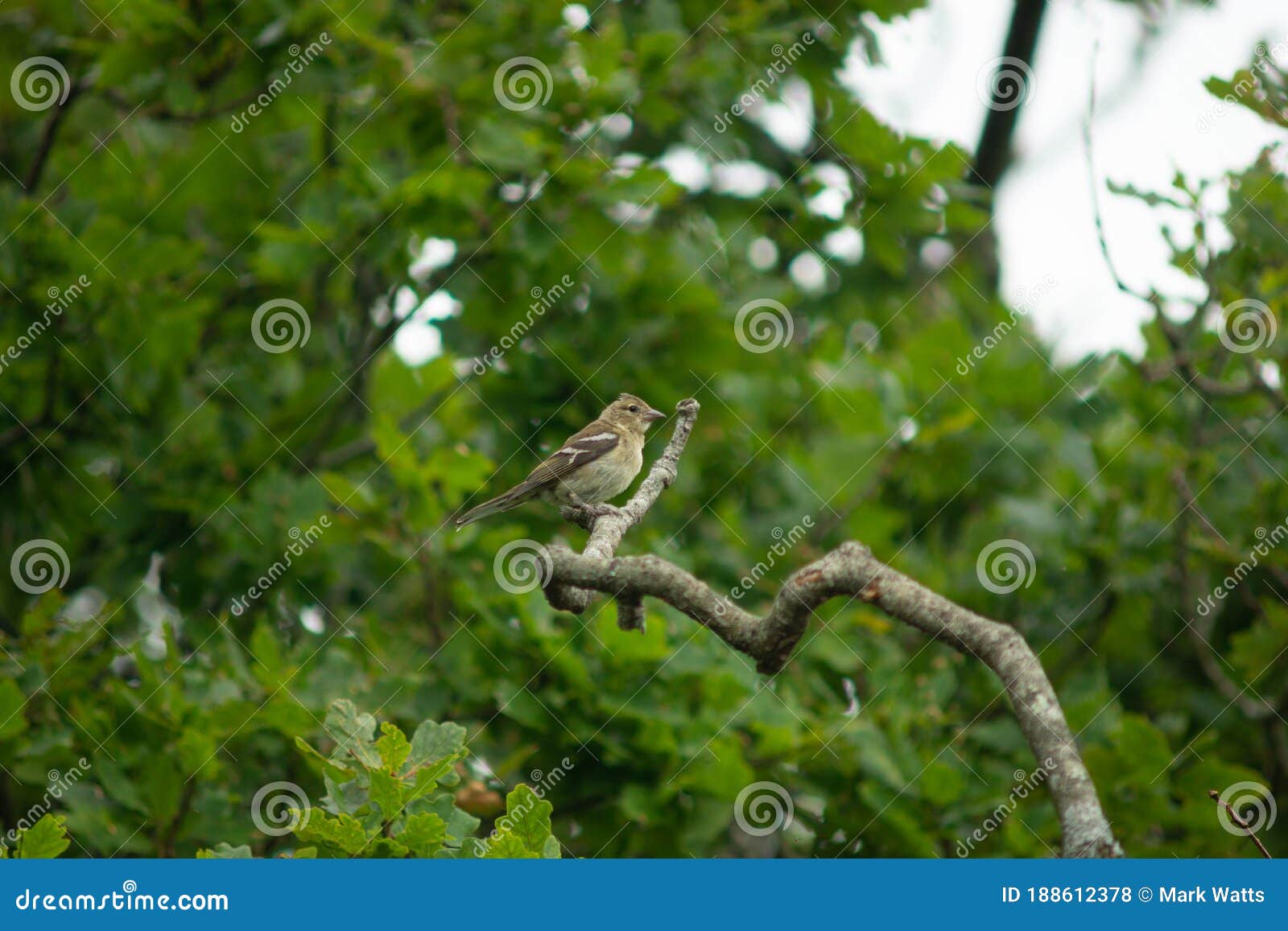 Small bird sat in the tree stock photo. Image of animal - 188612378