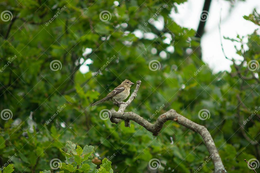 Small bird sat in the tree stock photo. Image of animal - 188612378