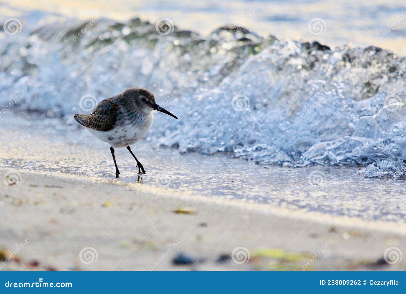 Small Bird at the Sea with Small Blue Wave in the Background Stock ...
