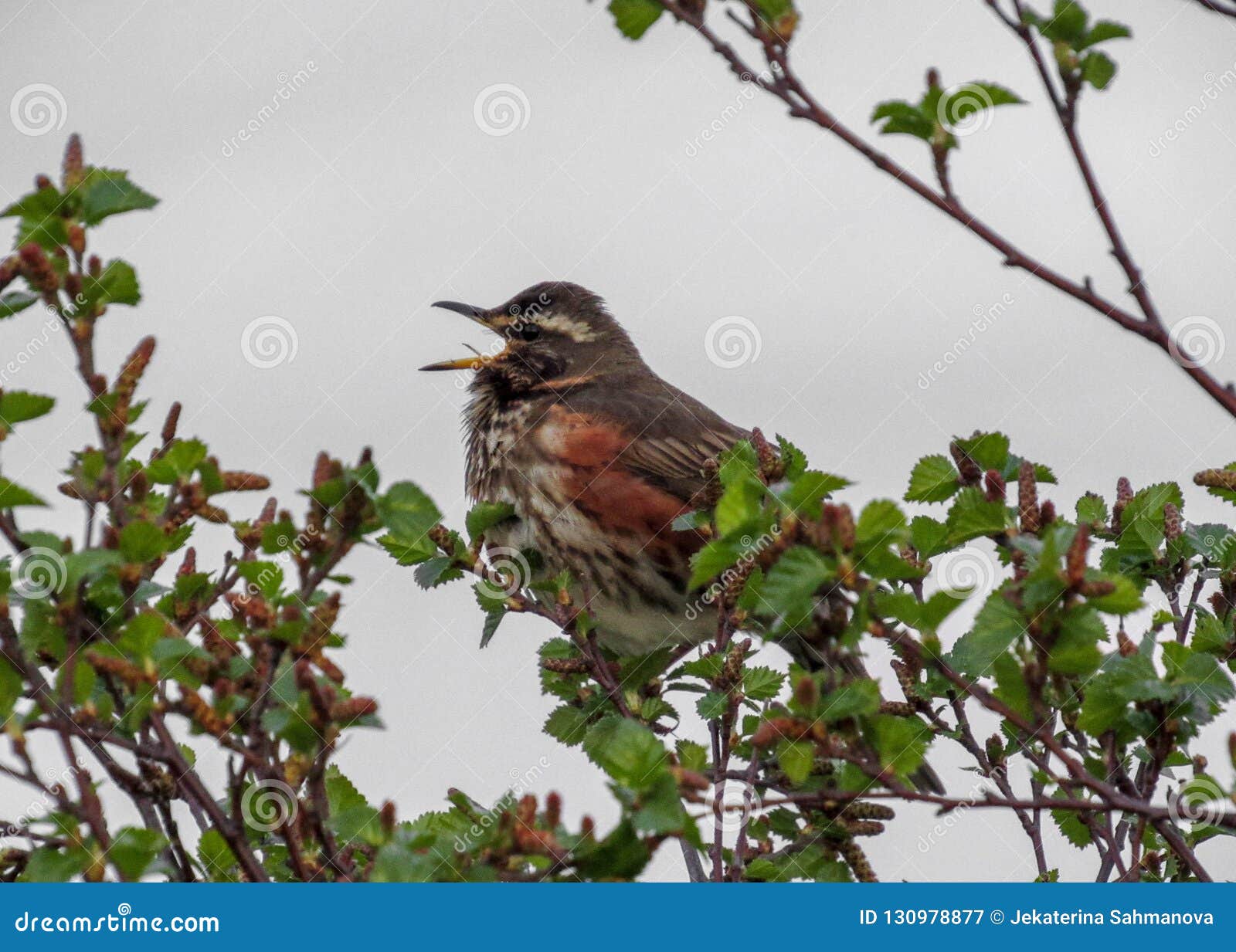 Small Bird Singing on a Green Three, Iceland Stock Image - Image of ...