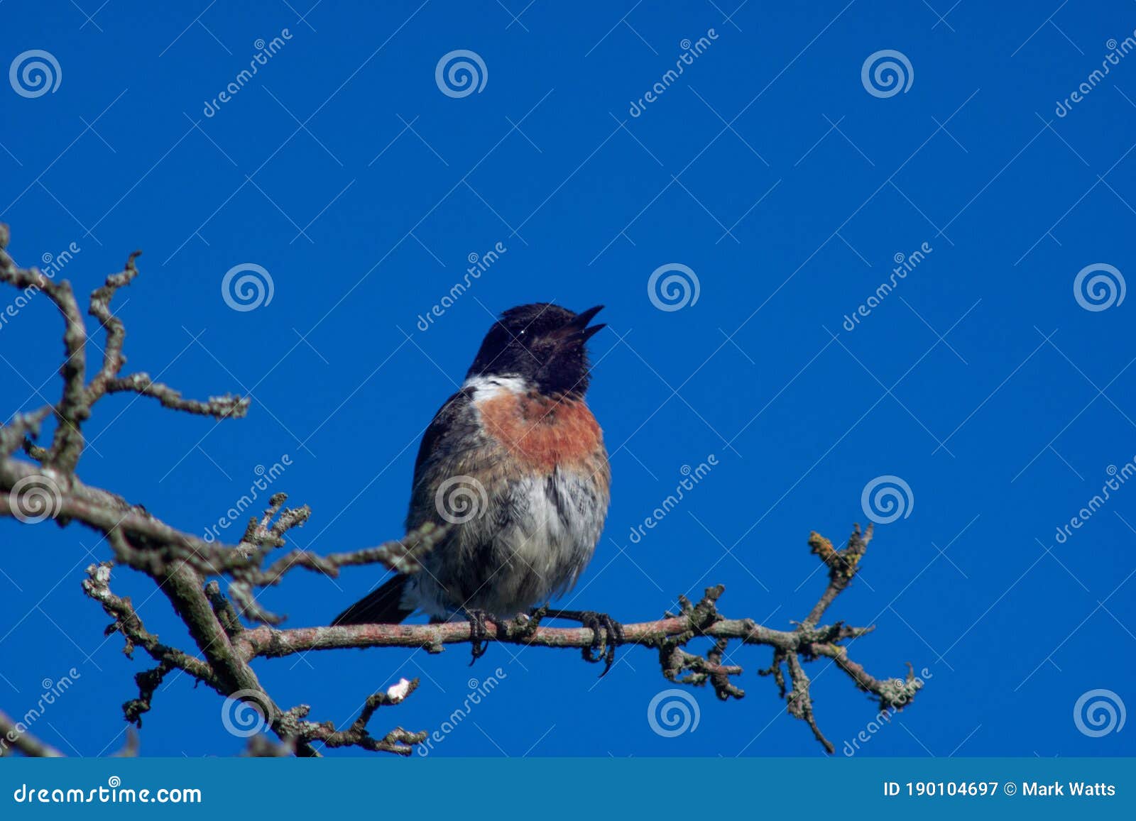 Small Bird Singing it the Tree Stock Image - Image of nature, tree ...