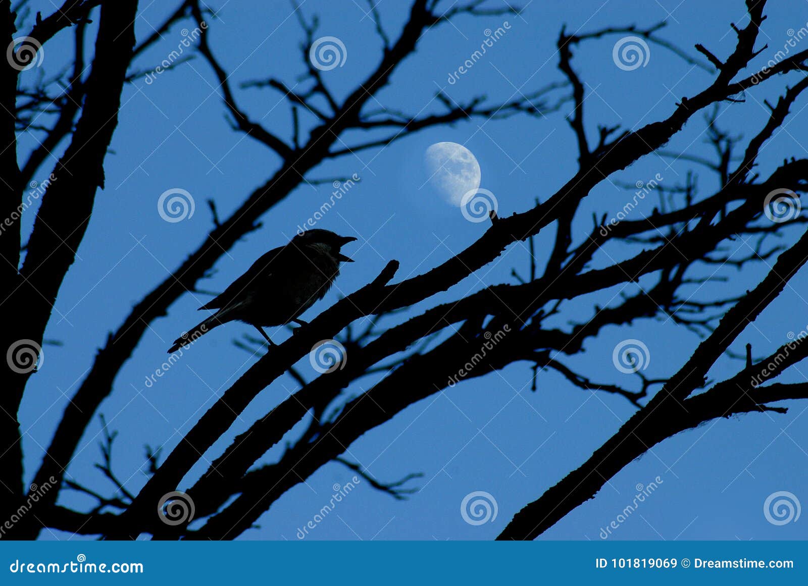 Bird and moon stock image. Image of night, silhouette - 101819069