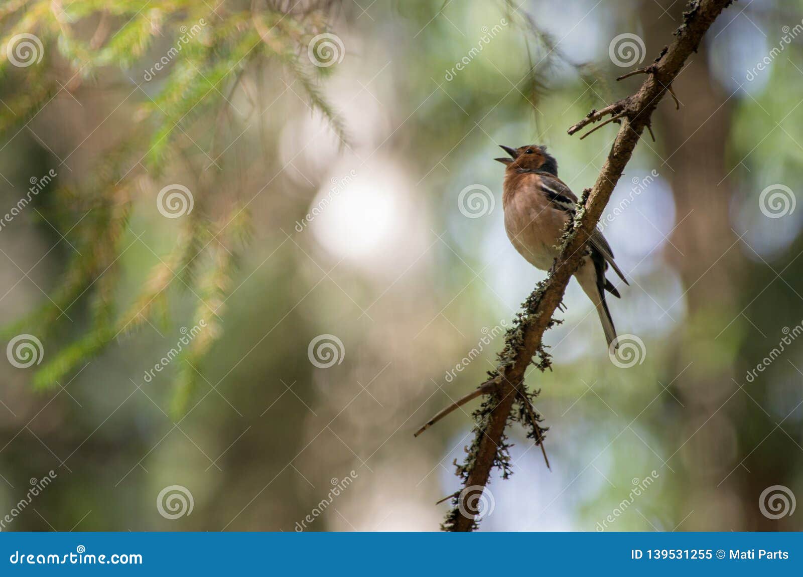 Small Bird Siting on a Tree Branch and Singing Stock Image - Image of ...