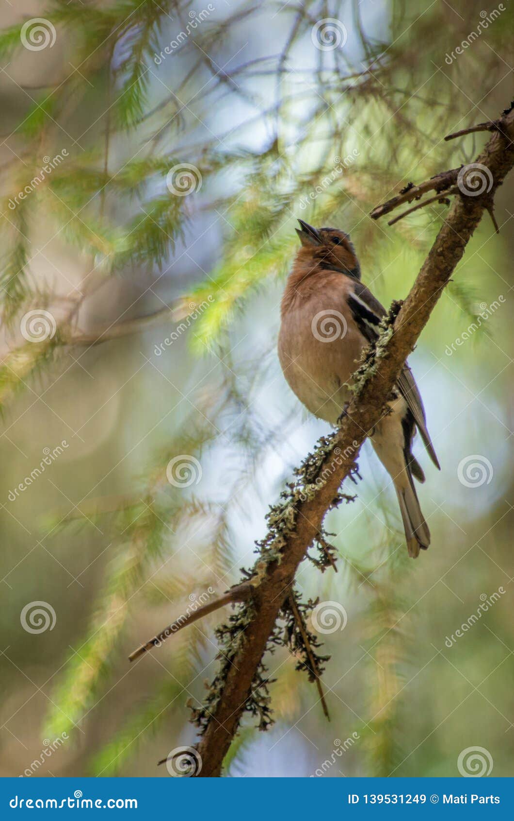 Small Bird Siting on a Tree Branch and Singing Stock Image - Image of ...