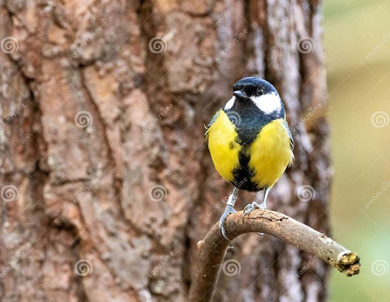 A Bird is Perched on a Tree Branch in the Forest Stock Photo - Image of ...