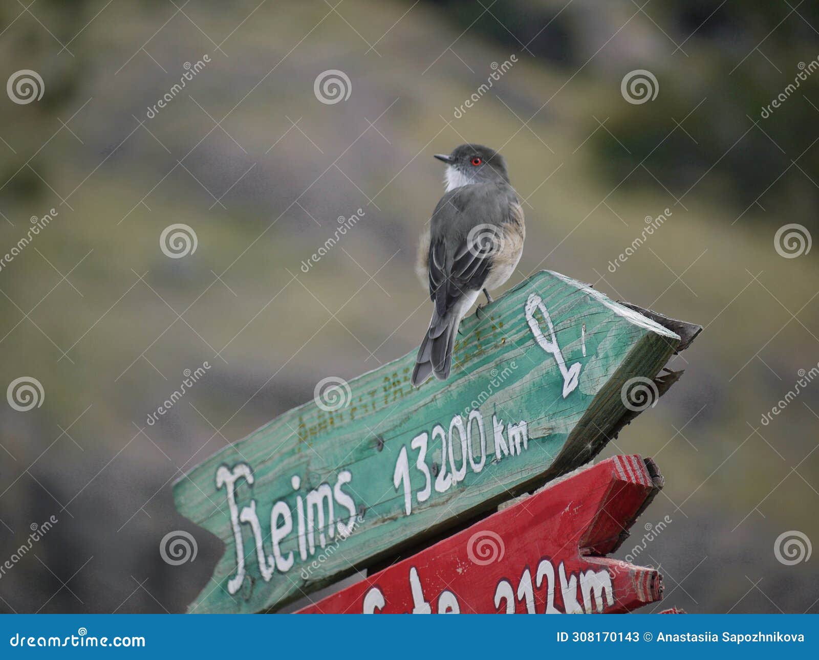 A Small Bird Sits on a Wooden Signpost Stock Image - Image of signpost ...
