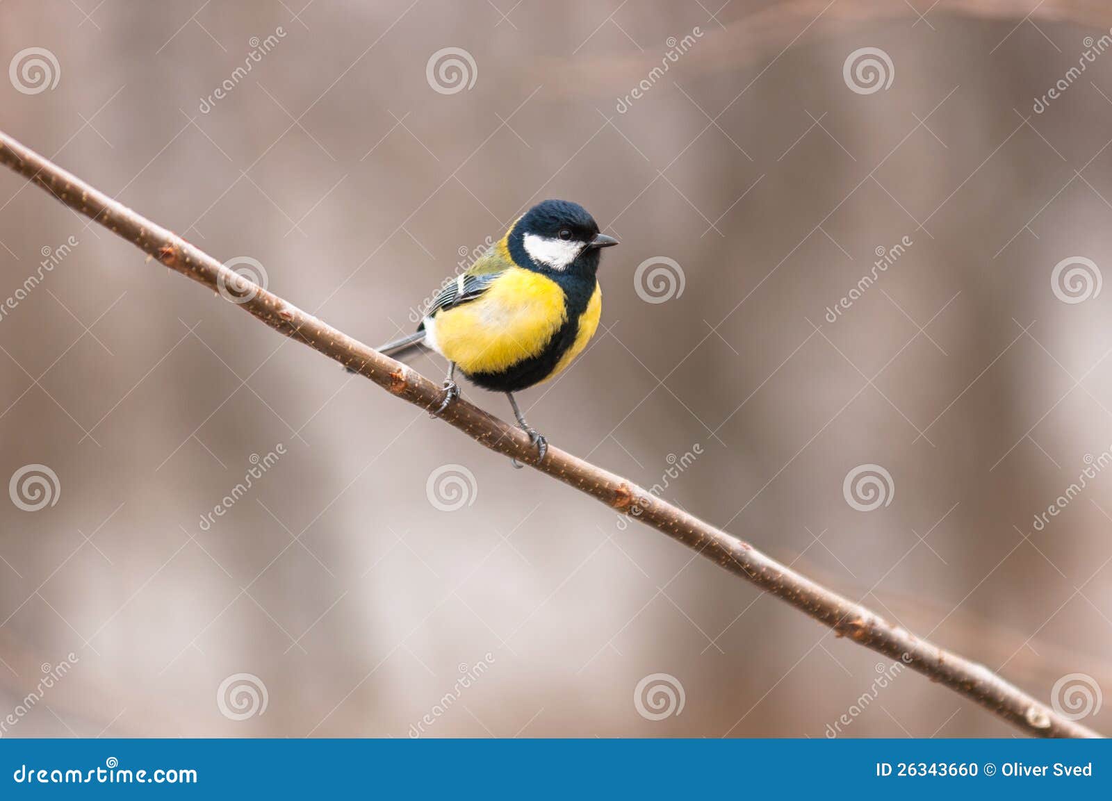 Small Bird Sitting on Branch Stock Photo - Image of tiny, natural: 26343660