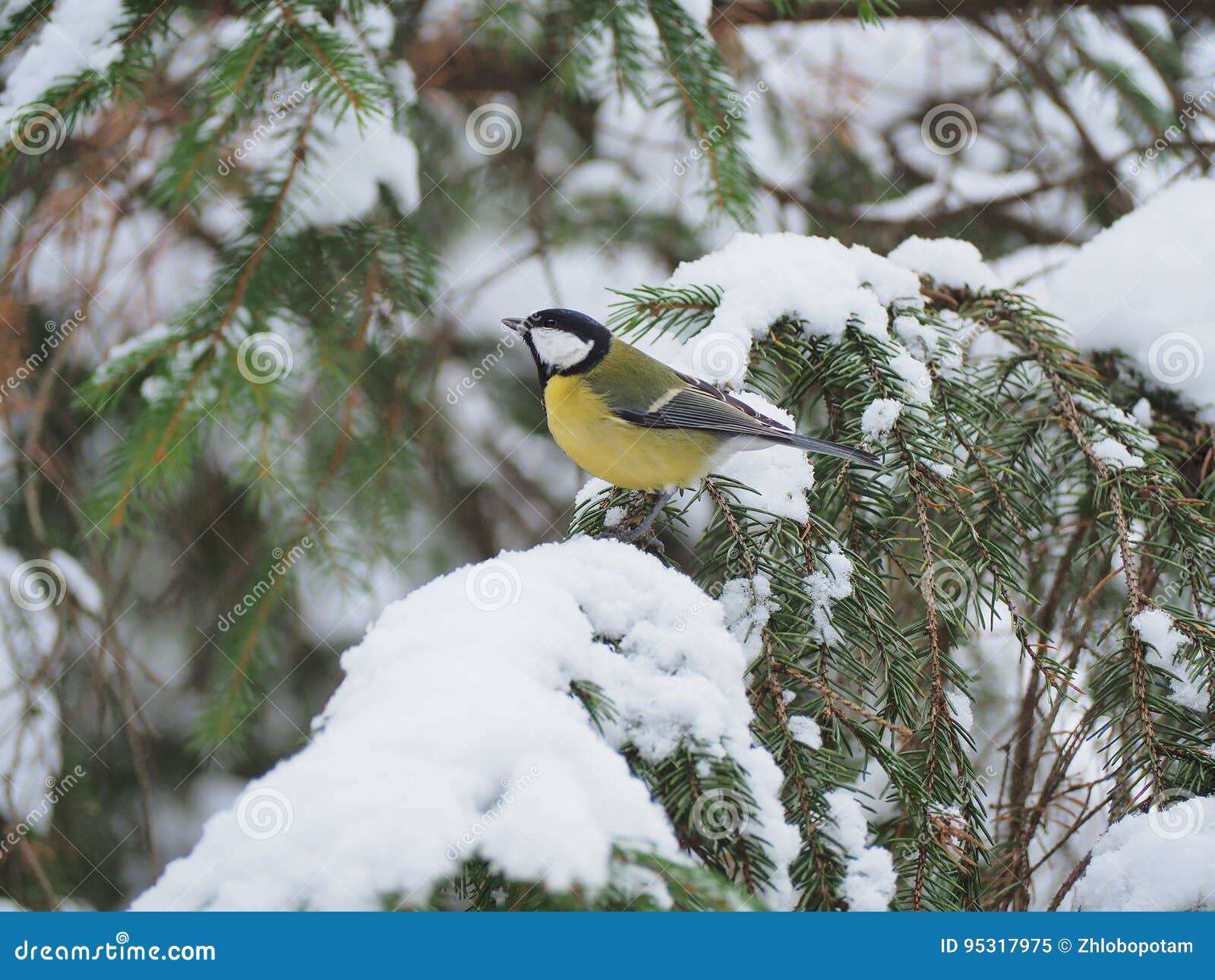 A Small Bird Sitting on the Branch of Pine Tree Stock Image - Image of ...