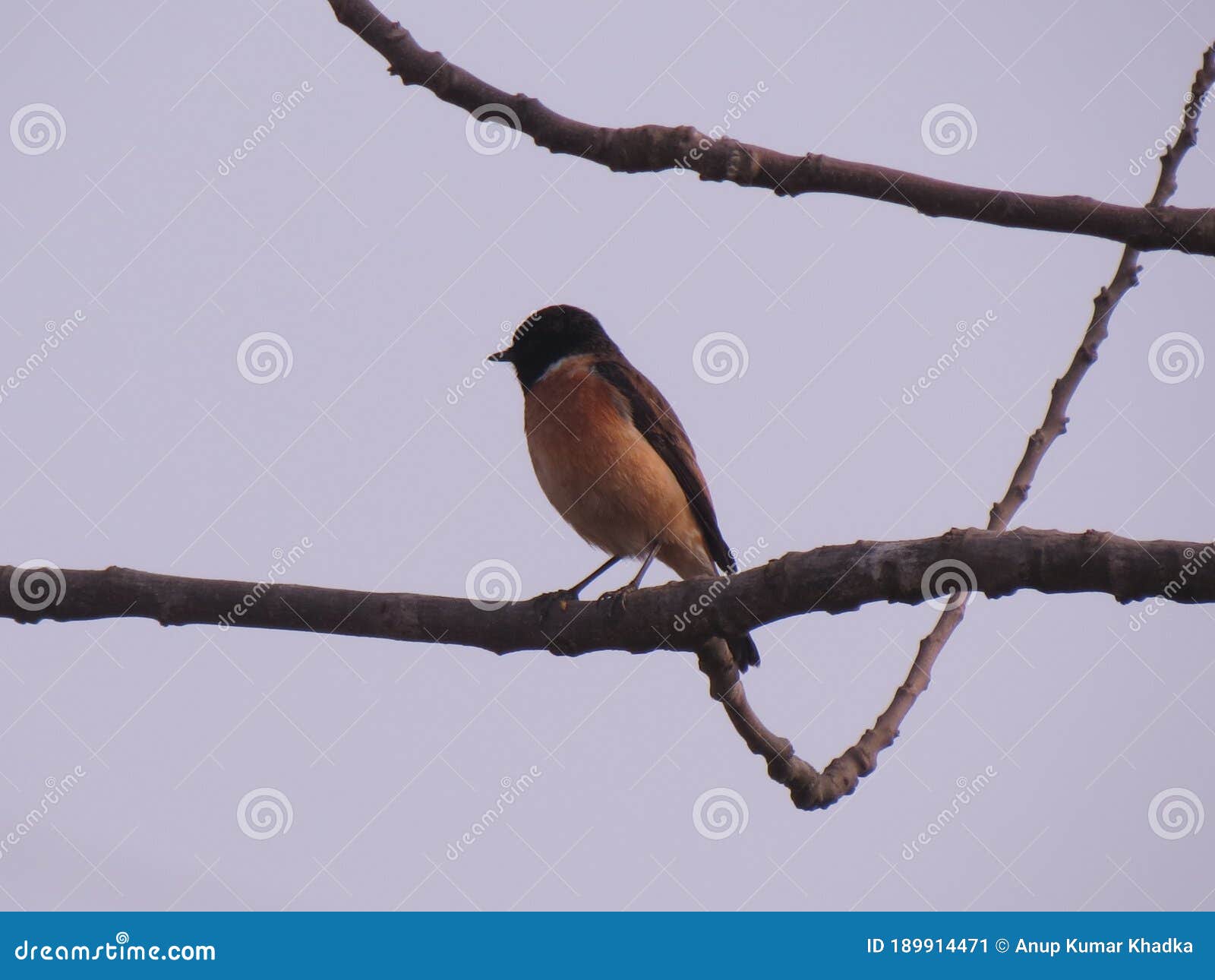A Bird Siting on Branch of a Tree Stock Image - Image of mother, cyprus ...
