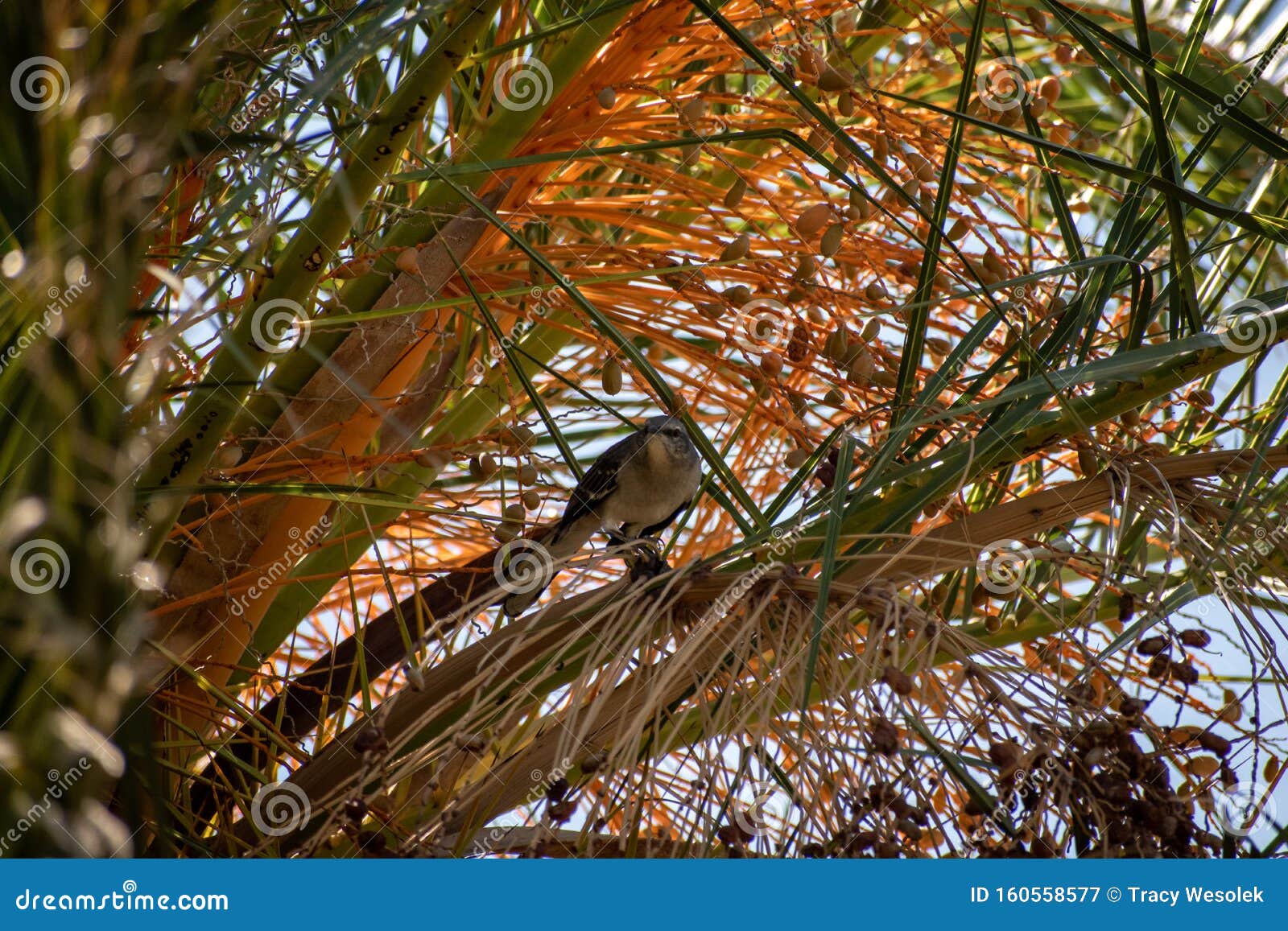 Small Bird Sitting in a Colorful Tree Stock Image - Image of bird ...