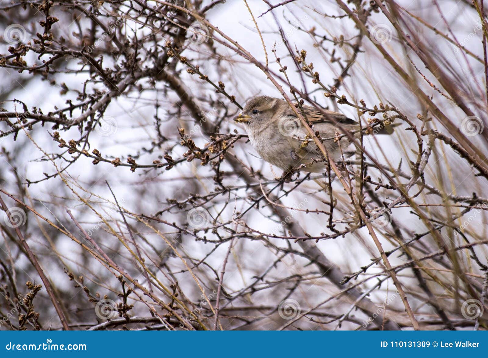 Close Up of a Bird in a Tree Stock Image - Image of season, nature ...