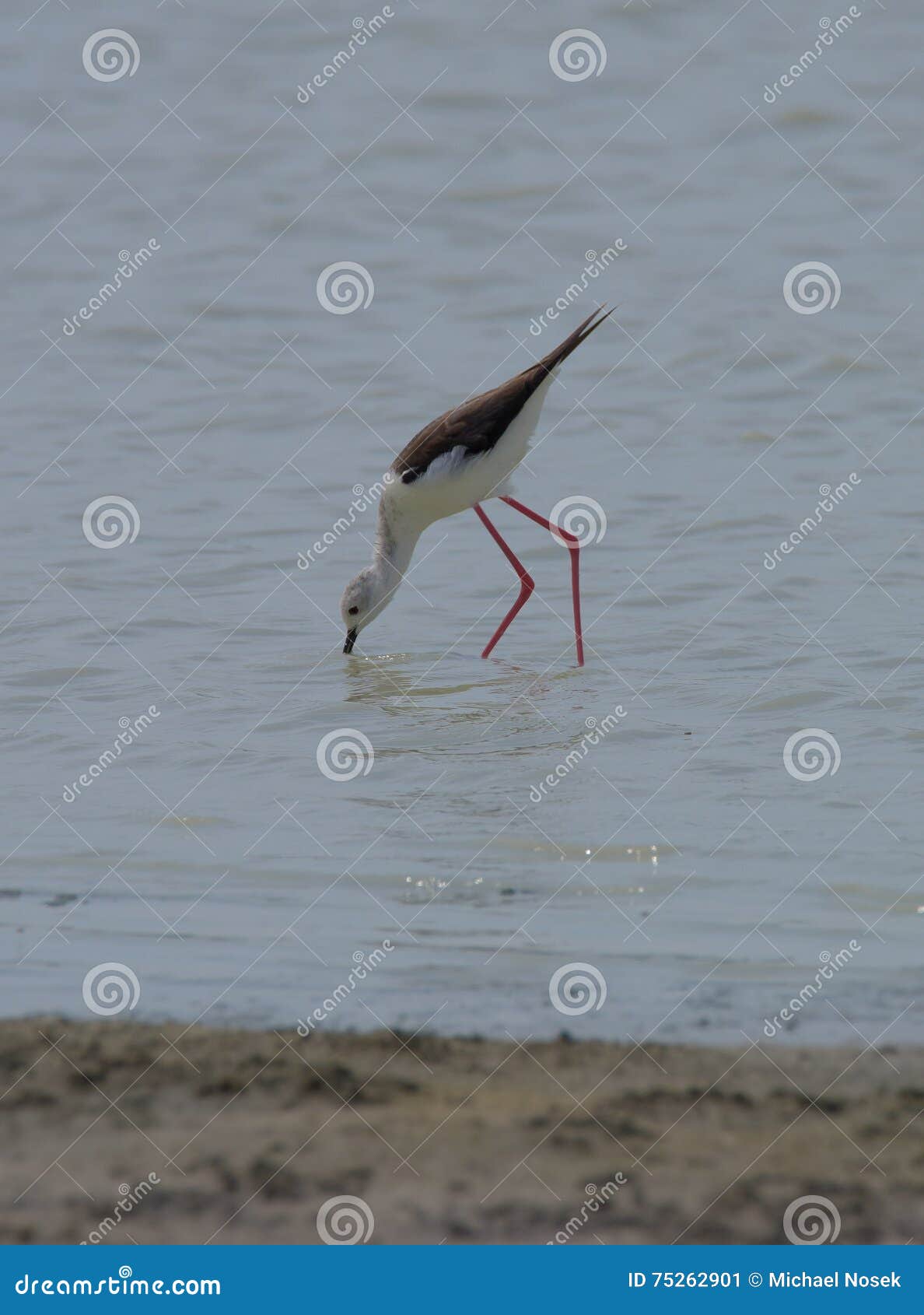 Small Bird with Slim Legs in Sea Stock Image - Image of neusiedl, east ...