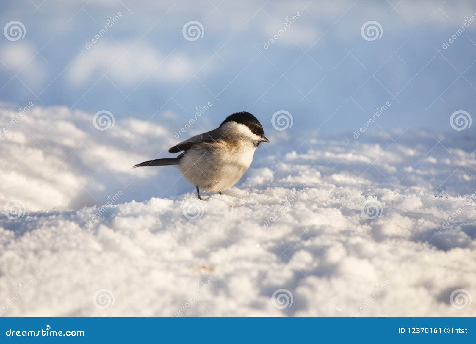 Small bird in snow stock image. Image of cute, nature - 12370161