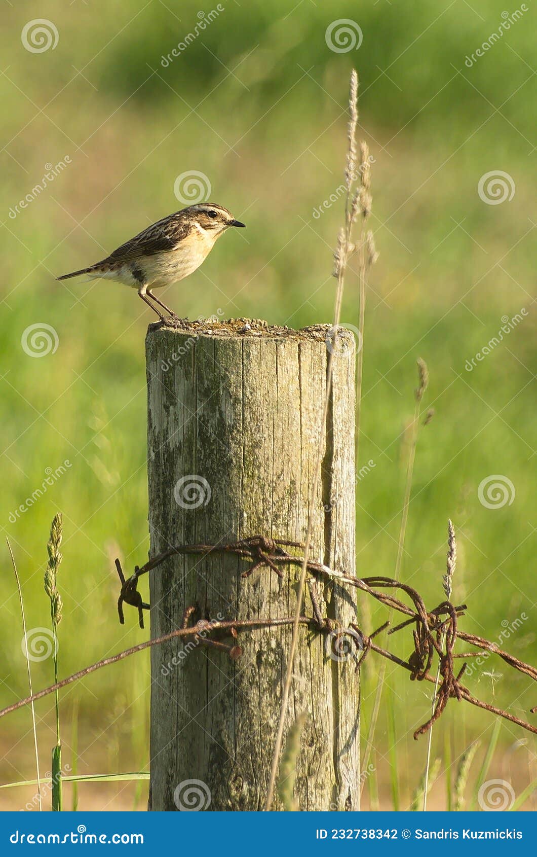 A Small Bird Stands on a Pole Stock Photo - Image of bird, nature ...