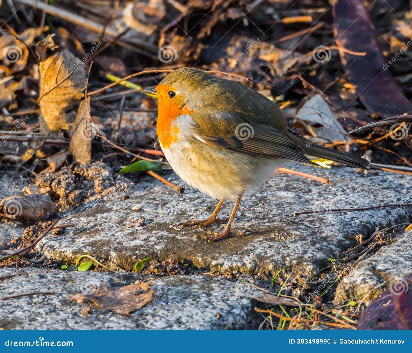 Sunlit Cute Robin Standing on Stones on the Ground Stock Photo - Image ...