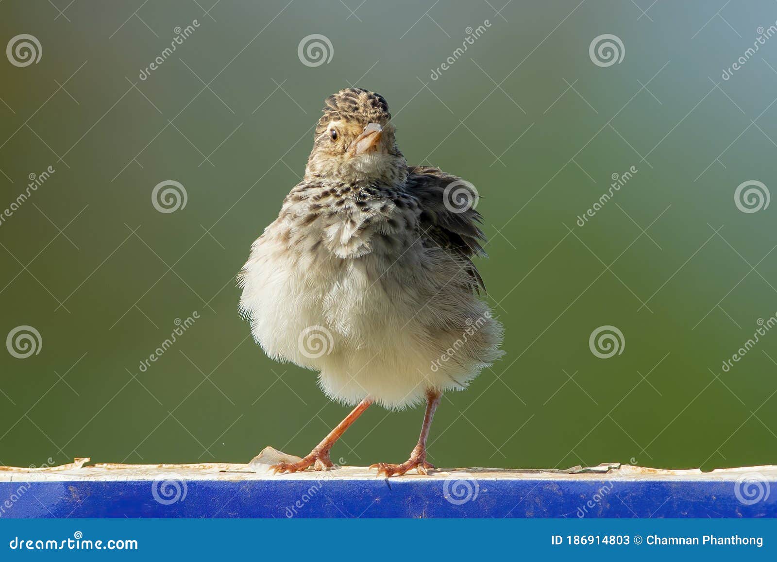 Oriental Skylark bird stock image. Image of feathers - 186914803
