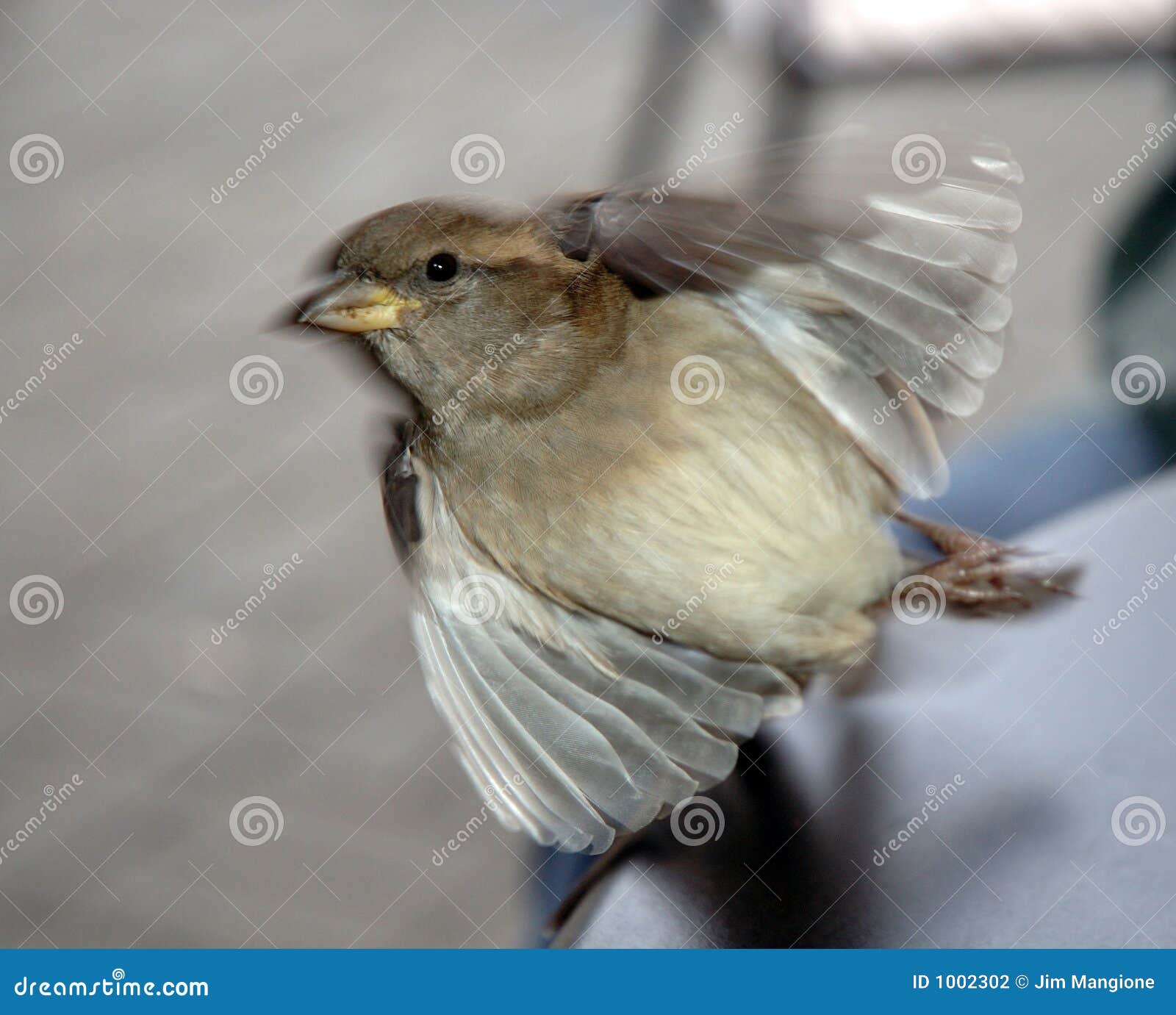 Small Bird Taking Off stock photo. Image of bird, sparrow - 1002302