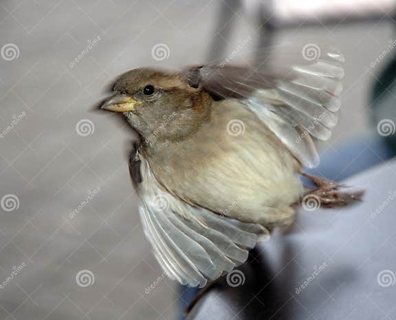 Small Bird Taking Off stock photo. Image of bird, sparrow - 1002302
