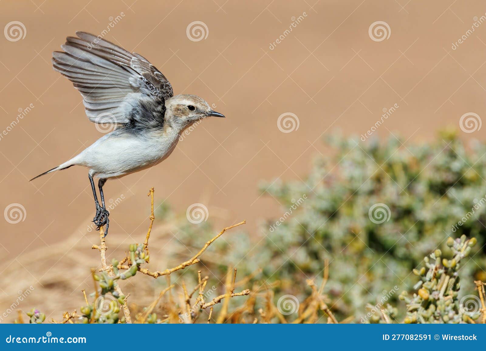 Small Bird Taking Off from a Tree Branch Stock Image - Image of nature ...