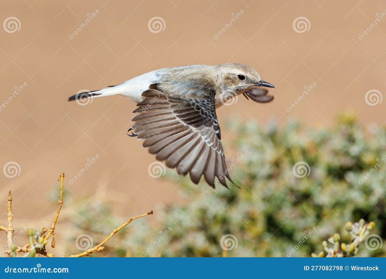 Small Bird Taking Off from a Tree Branch Stock Photo - Image of bird ...