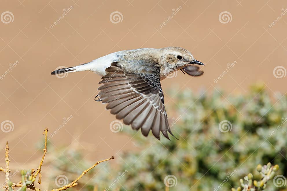 Small Bird Taking Off from a Tree Branch Stock Photo - Image of bird ...