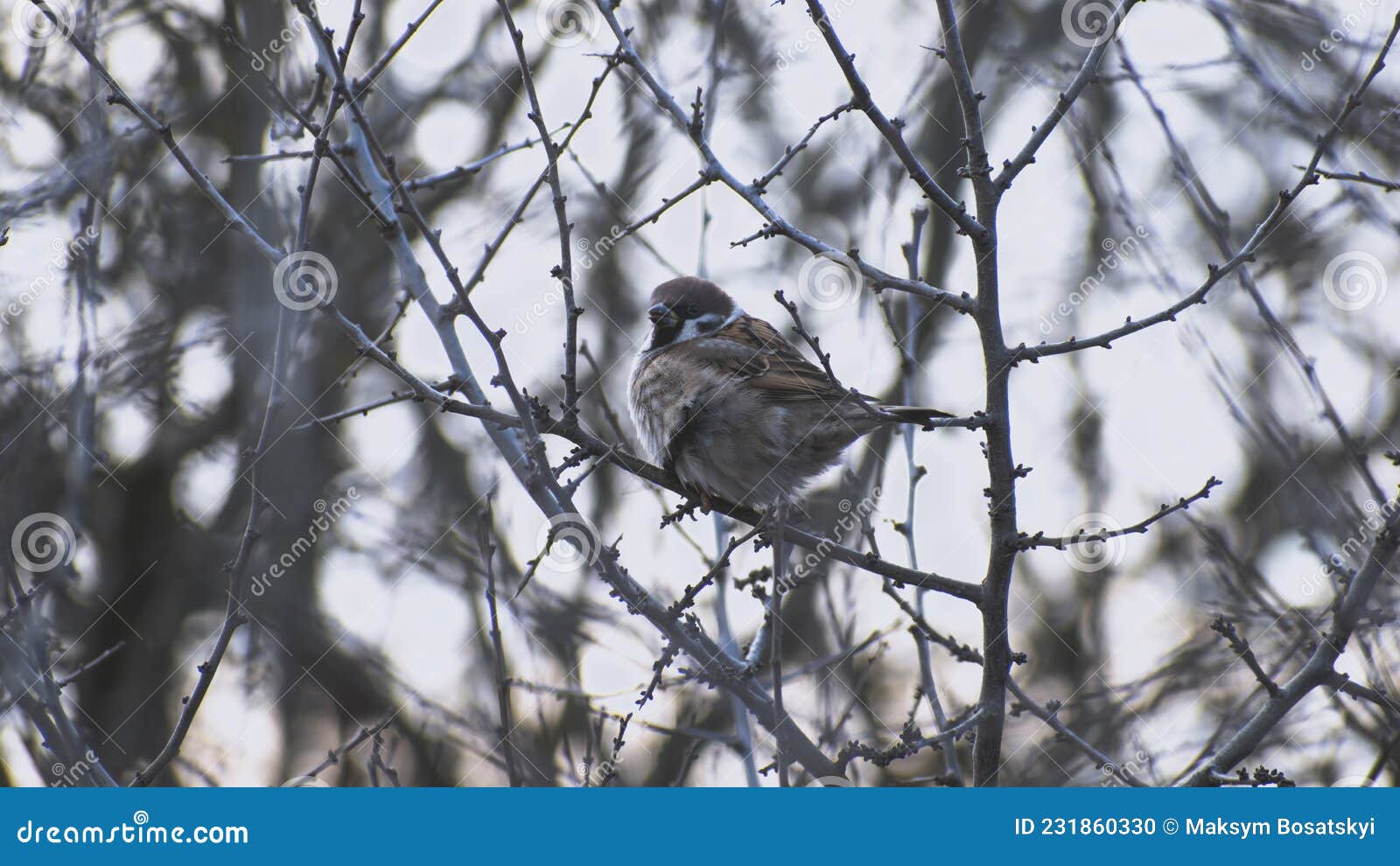 A Small Bird on a Thin Branch Stock Photo - Image of africa, freedom ...