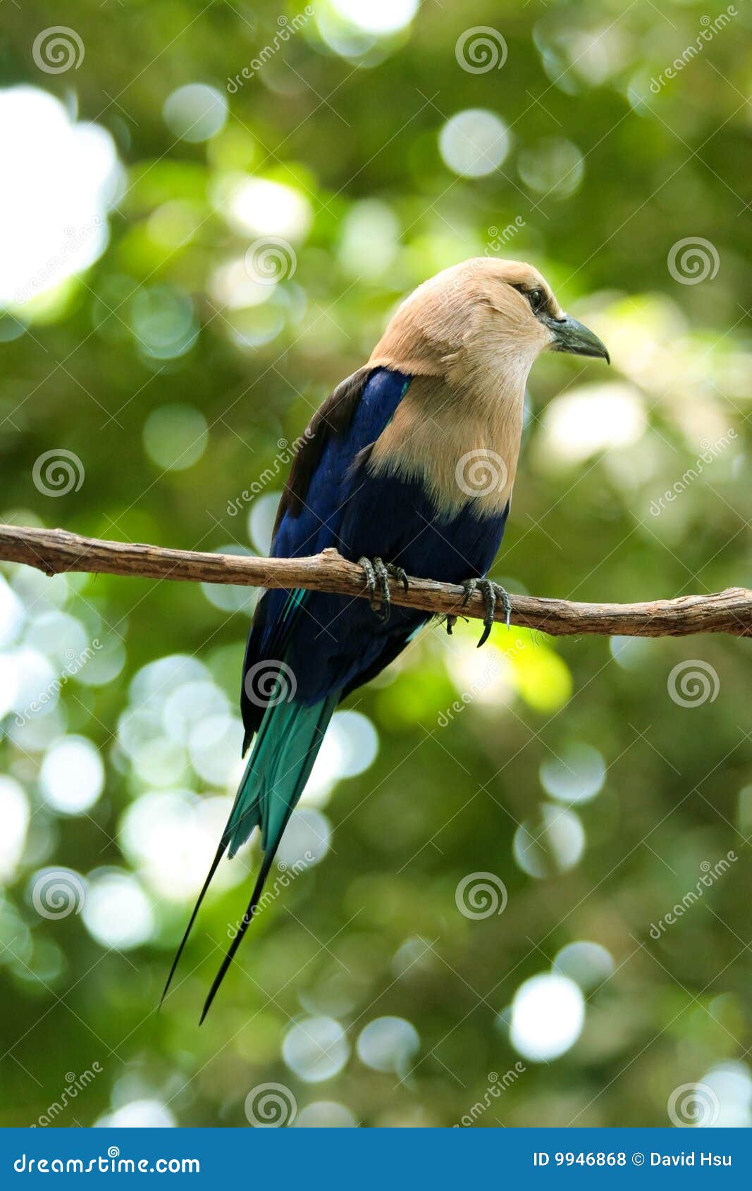 Small Bird on a Thin Branch Stock Photo - Image of still, waiting: 9946868