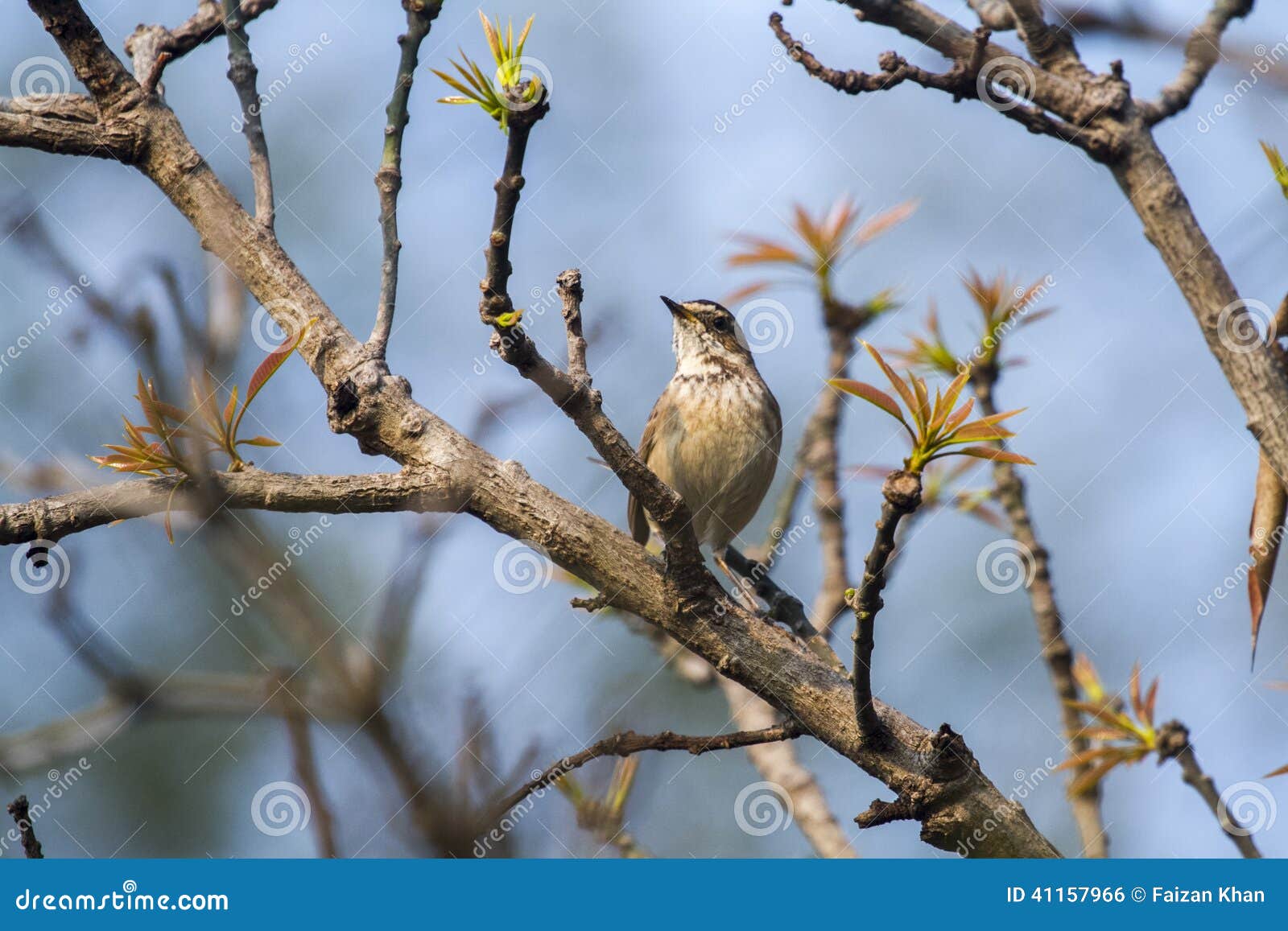 Small Bird on a Tree with Beautiful Blue Sky Stock Photo - Image of ...