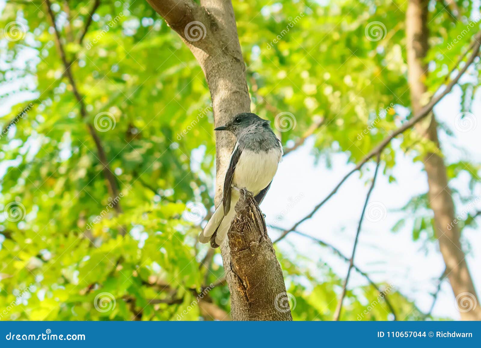 Bird on tree stock photo. Image of animal, closeup, bright - 110657044