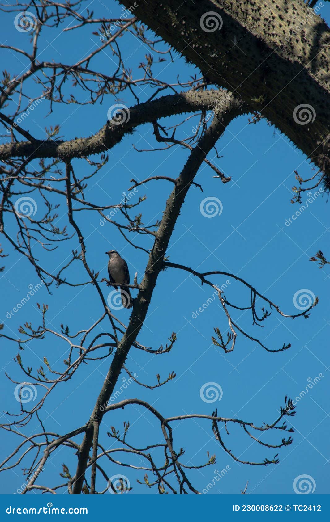 Small Bird on a Tree Branch Stock Photo - Image of animals, season ...