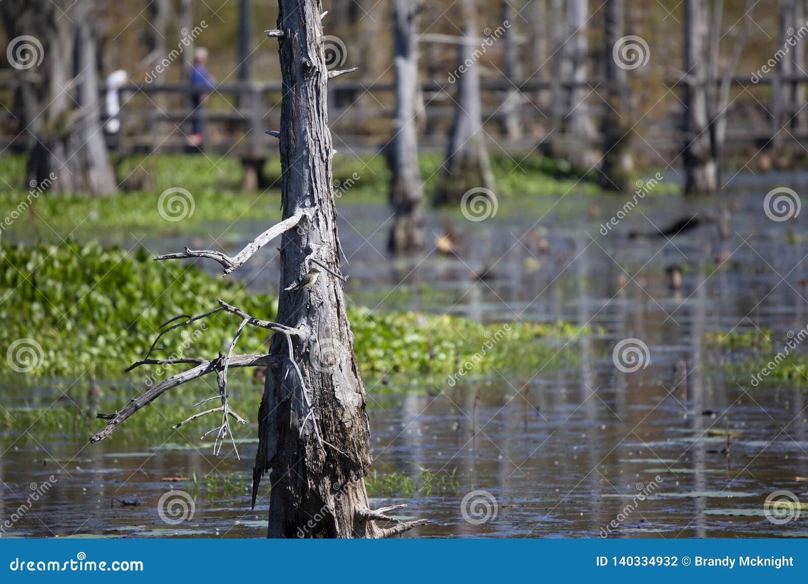 Small Bird on Tree Branch in Swamp Stock Photo - Image of bird, branch ...
