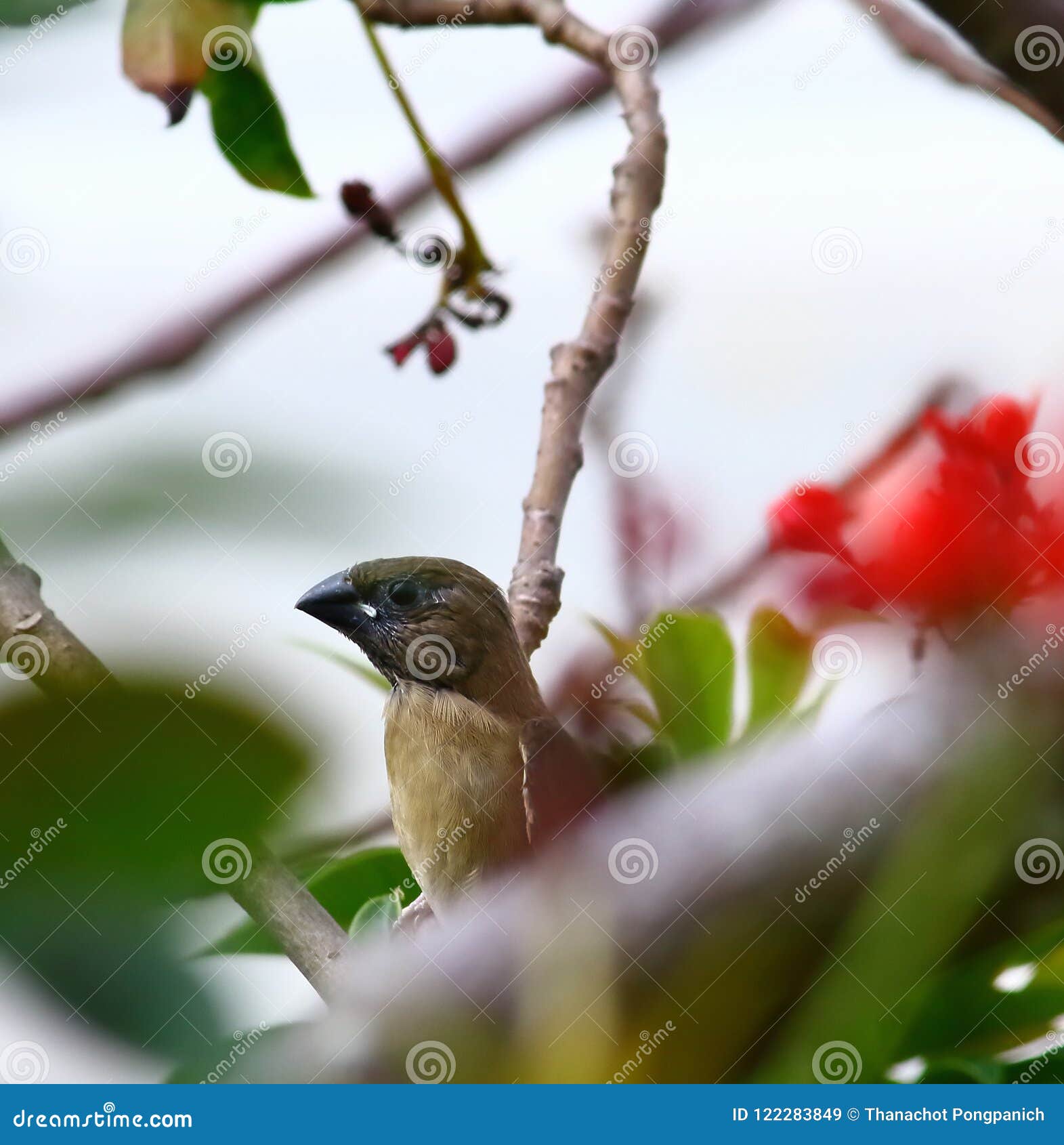 Small Bird on Tree in Fresh Nature Stock Image - Image of wild, nature ...