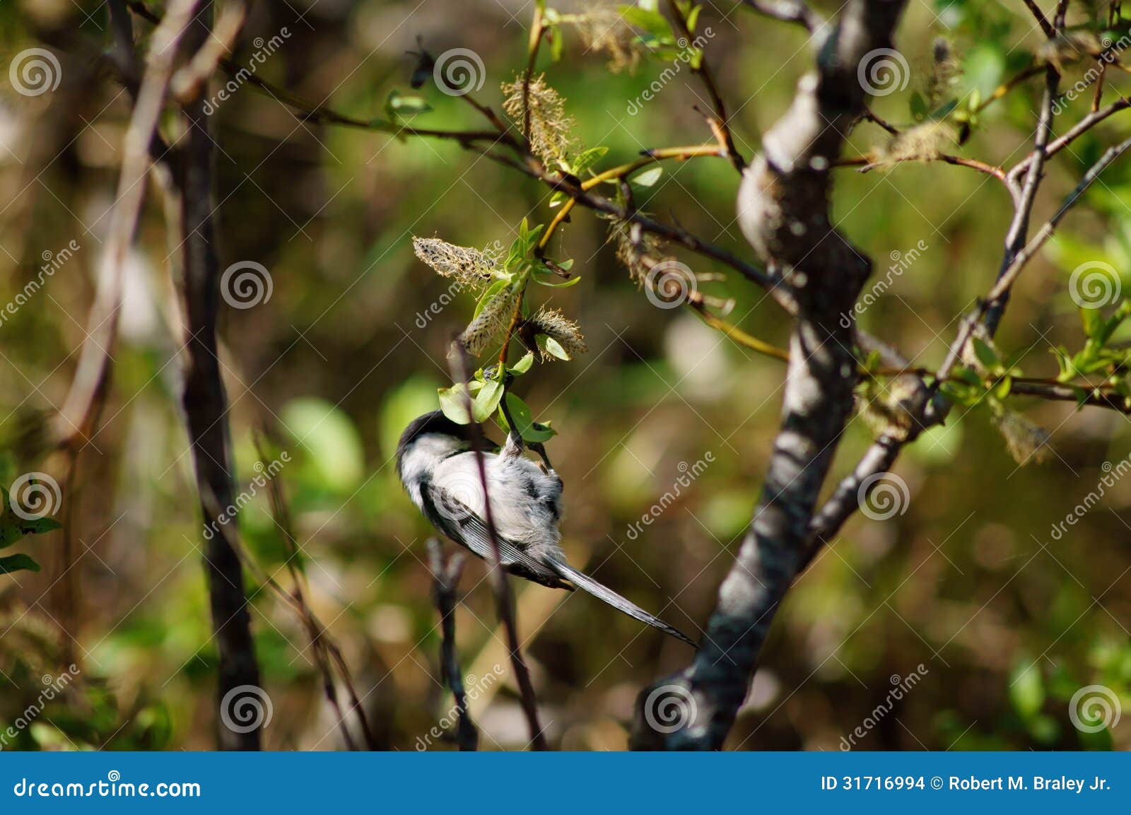 Black-Capped Chickadee Small Bird in Tree Stock Photo - Image of alaska ...