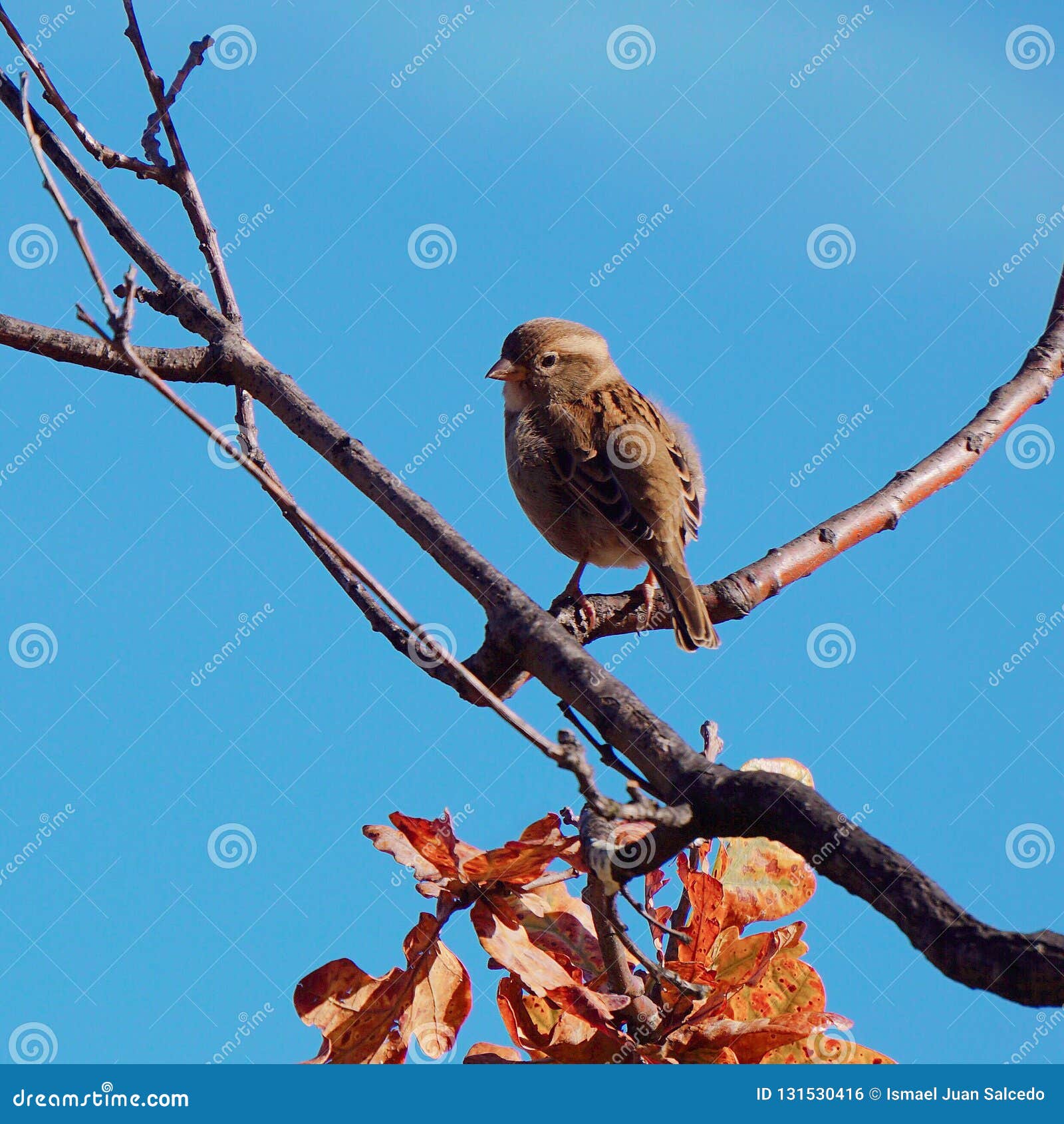 The small bird on the tree stock photo. Image of outdoors - 131530416