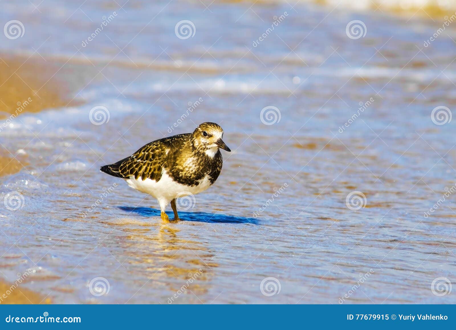 Small Bird Walks on the Beach, Ocean Beach, Nature Background Stock ...