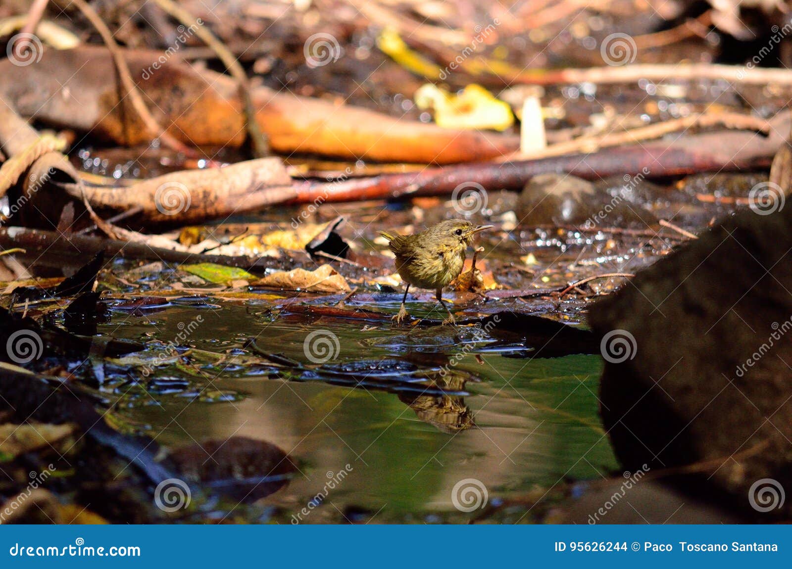 Small bird on water puddle stock photo. Image of live - 95626244
