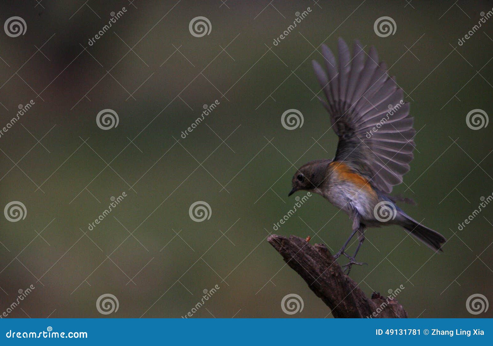 Small Bird with Wings Flapping Stock Image - Image of colourfull, tree ...