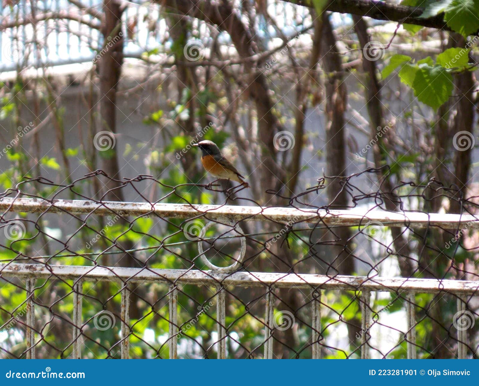 Small bird on a wire fence stock image. Image of detail - 223281901